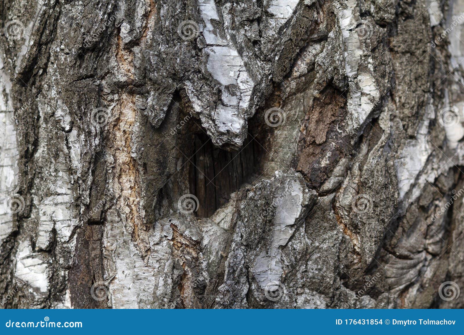 Hollow in the Trunk of a Pine Tree Stock Photo - Image of nest, hollow ...