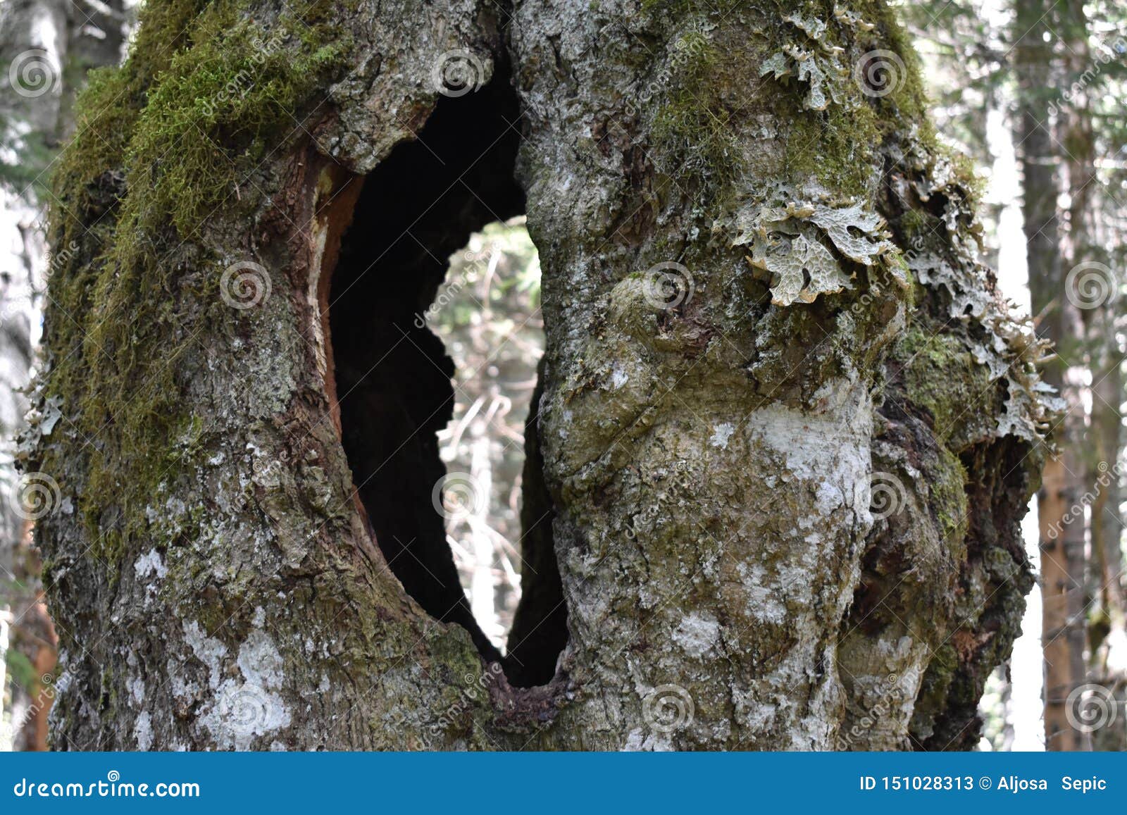 The Hollowed Beech Tree in the Forest Stock Image - Image of biosphere ...