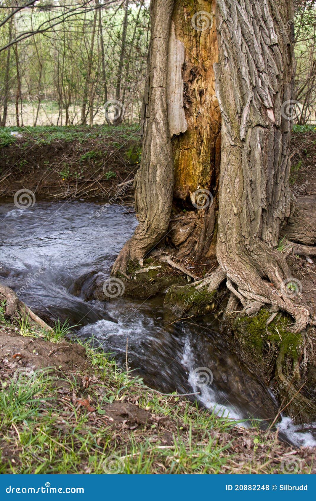 Hollowed-out tree stock photo. Image of water, trunk - 20882248