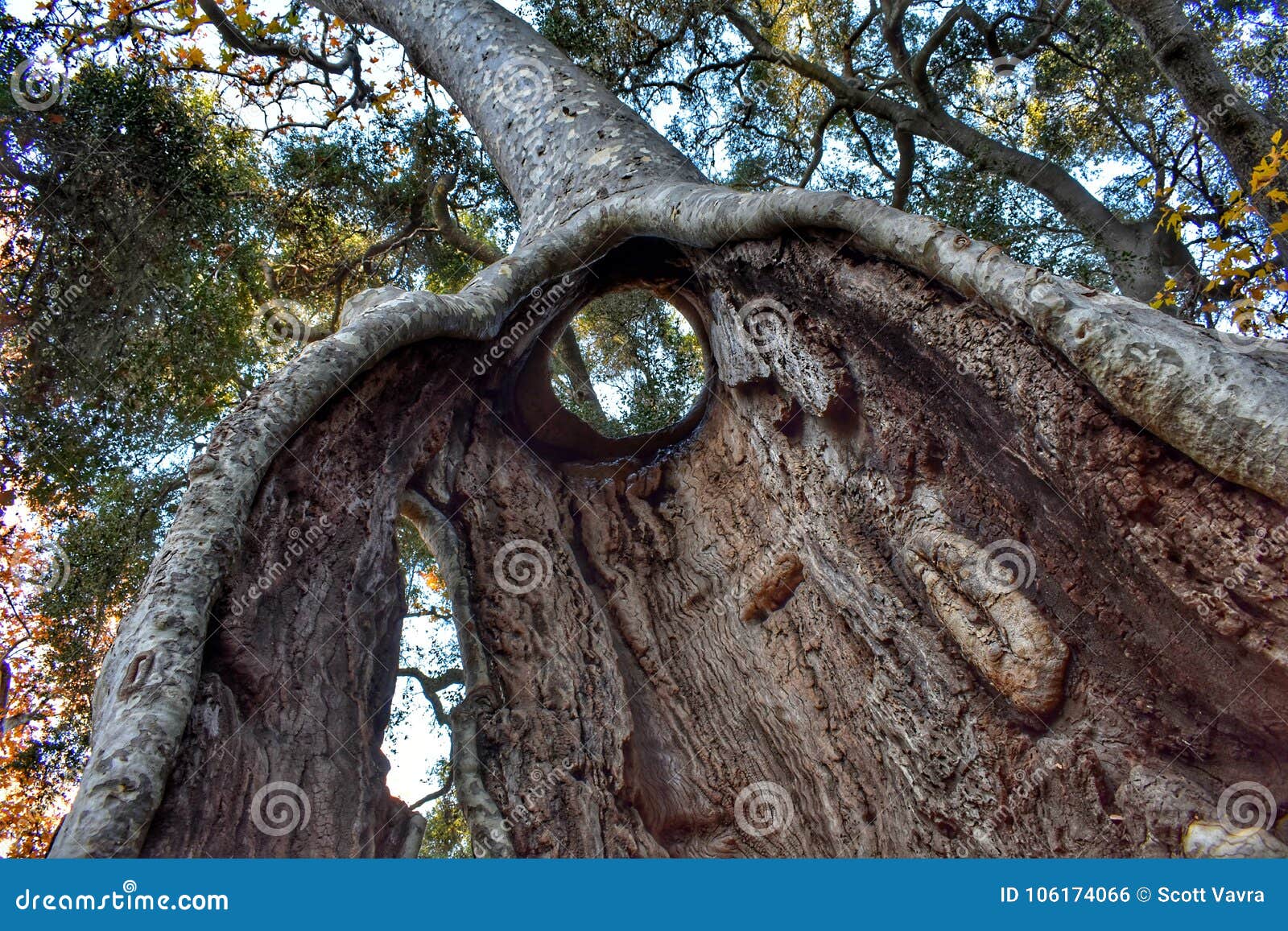 Hollowed Out Tree in Green Forest Stock Photo - Image of hollowed ...