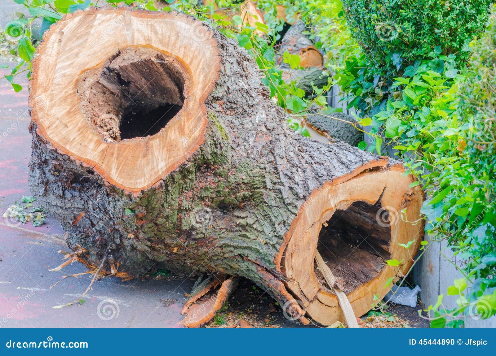 Hollowed-out tree trunk stock photo. Image of ring, tree - 45444890
