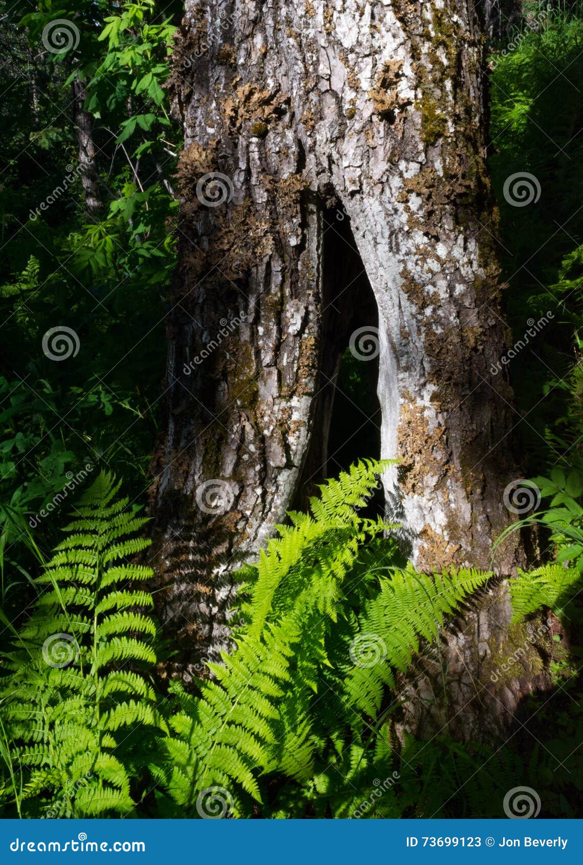 Hollowed out tree trunk stock image. Image of bark, branch - 73699123
