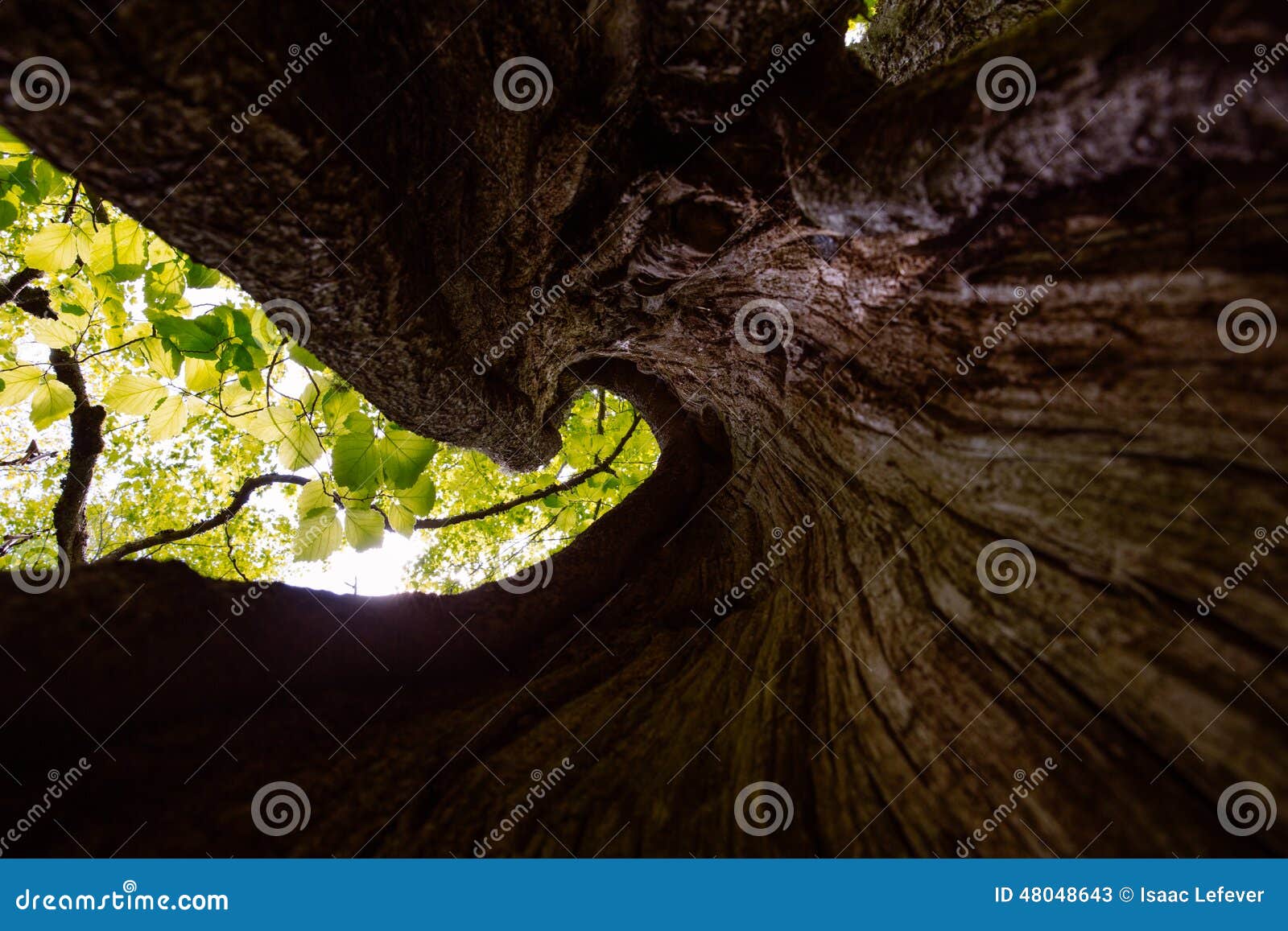 Hollowed out tree stock image. Image of dead, decaying - 48048643