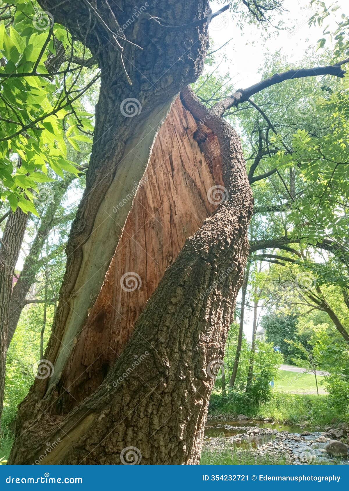 The Hollowed-out Trunk of a Still Living Tree Stock Image - Image of ...
