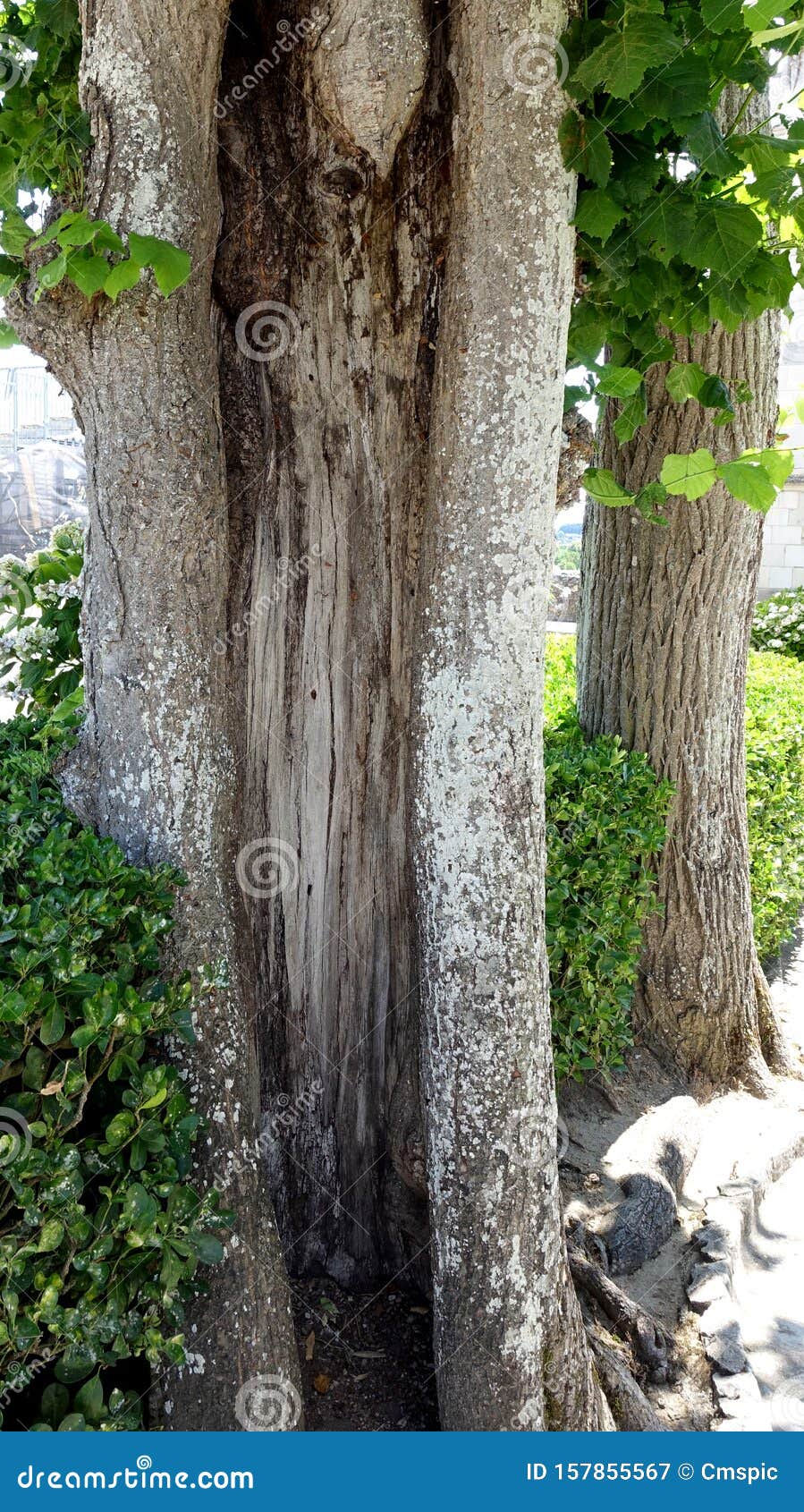 Hollowed Out Trunk of a Very Old Tree Stock Image - Image of leaves ...