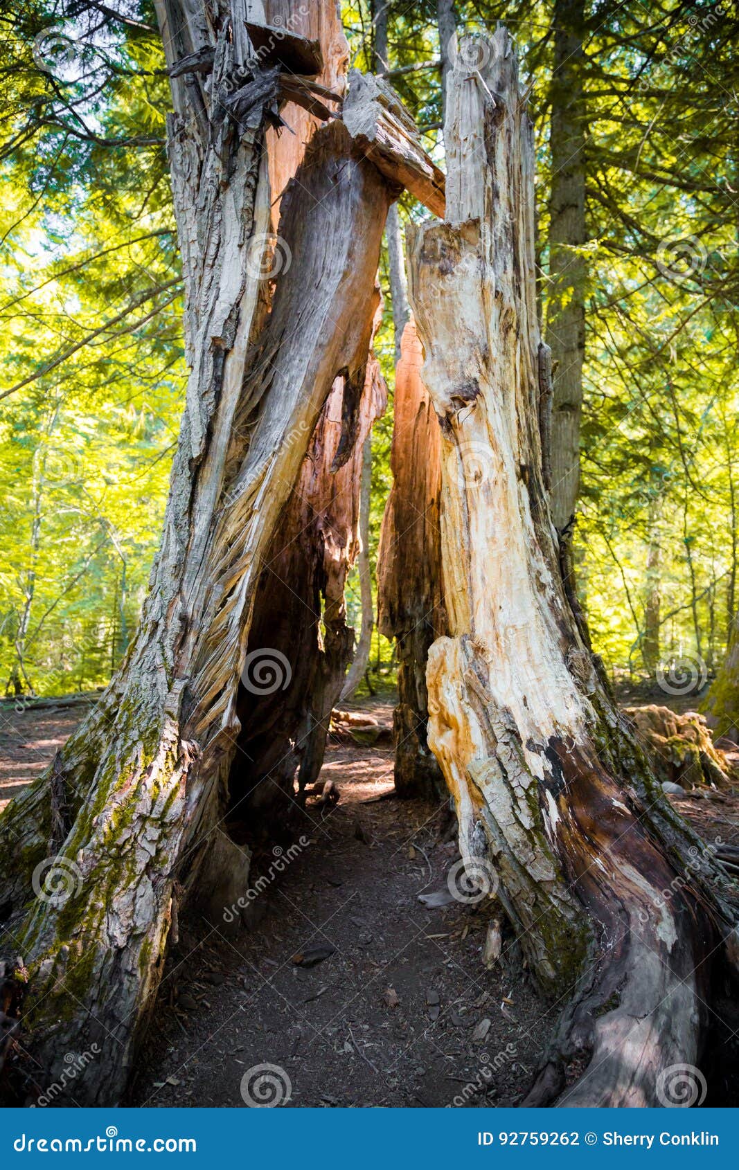 Hollowed Tree in Pine Forest Stock Photo - Image of dirt, mountain ...
