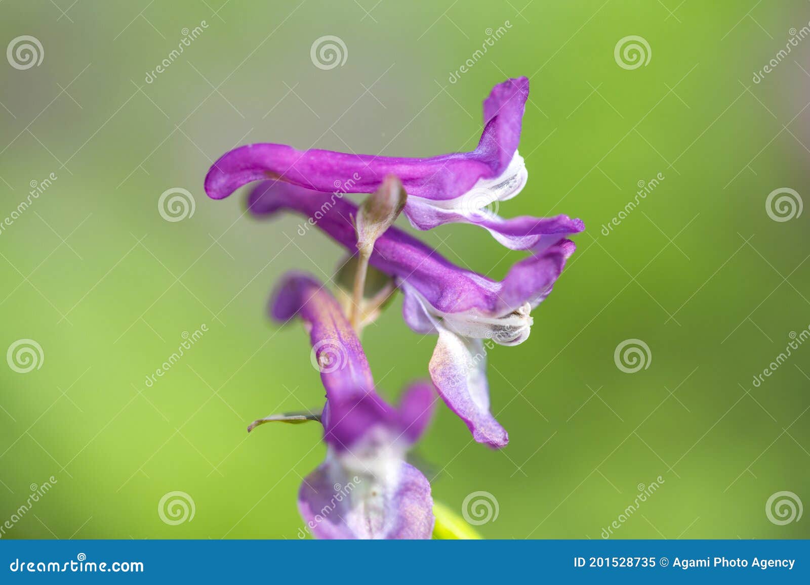 Hollowroot, Corydalis cava stock image. Image of plants - 201528735
