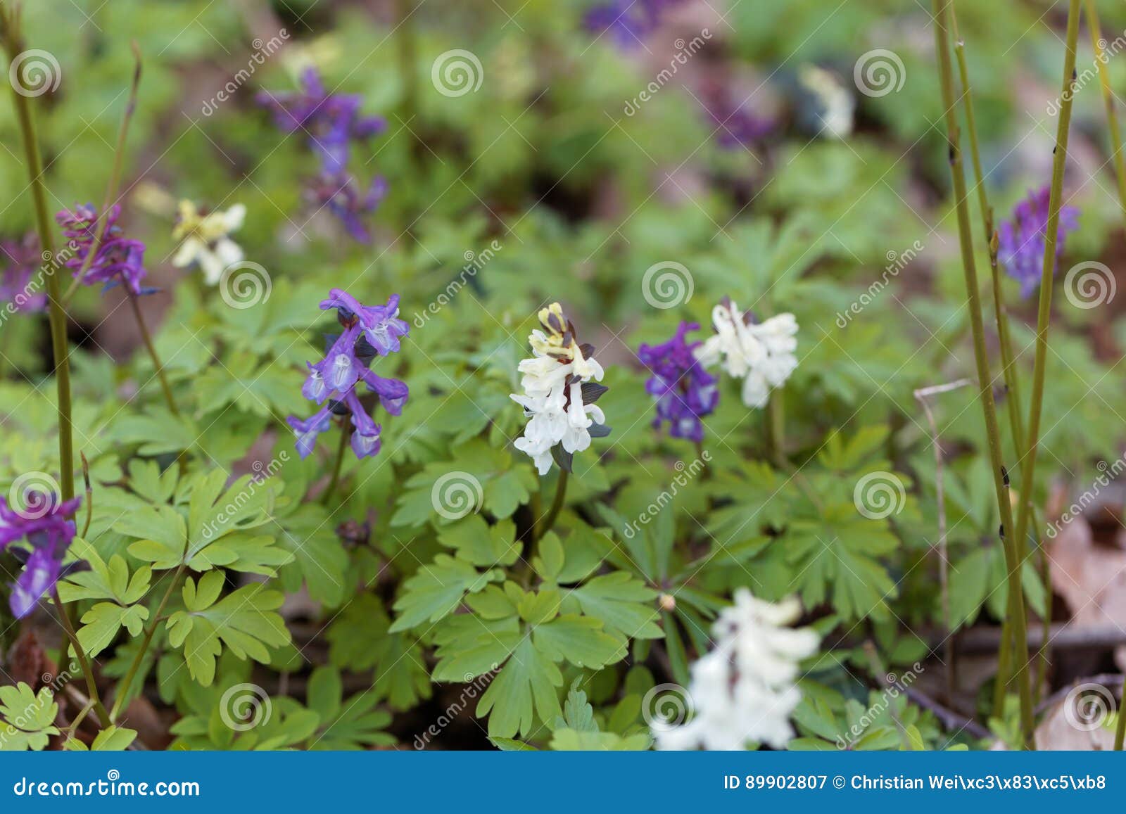 Hollowroot Corydalis cava stock image. Image of macro - 89902807