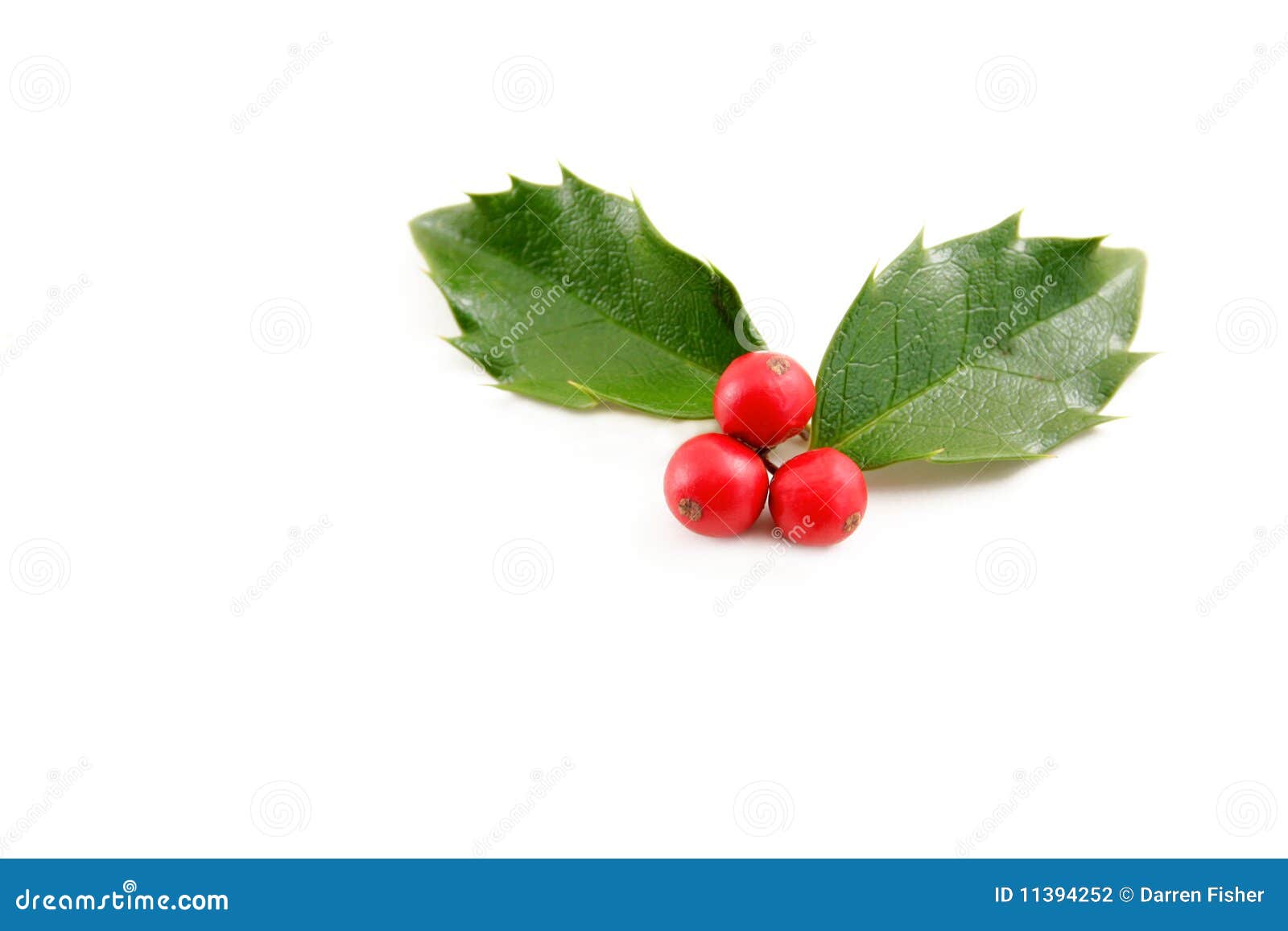 Holly stock photo. Image of plant, celebration, holly - 11394252