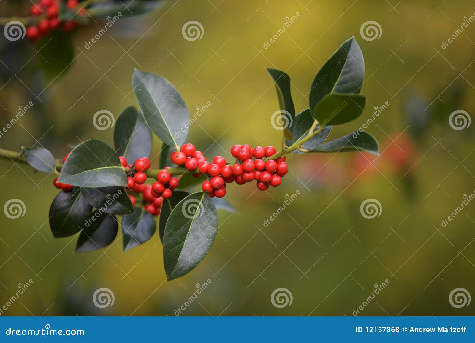 186 Buffaloberries Stock Photos - Free & Royalty-Free Stock Photos from ...