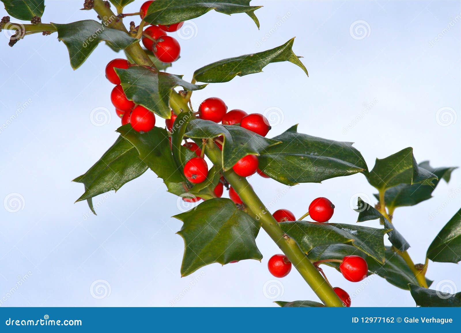 Holly stock photo. Image of genus, holiday, botanical - 12977162