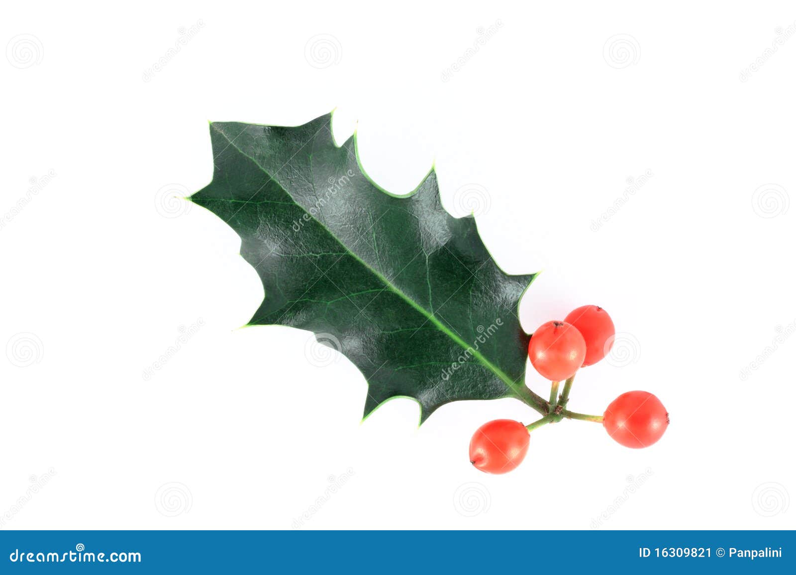 Holly stock image. Image of sprig, autumn, close, celebration - 16309821