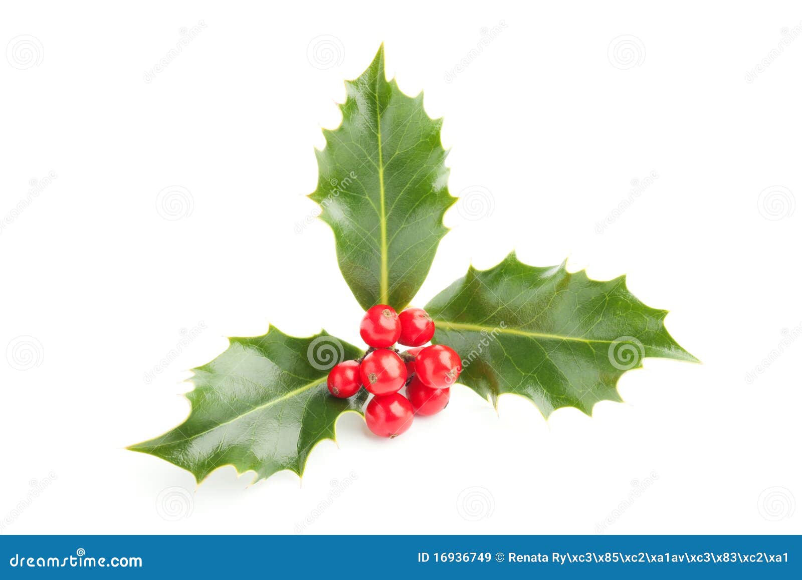 Holly stock image. Image of holiday, leaf, green, holly - 16936749