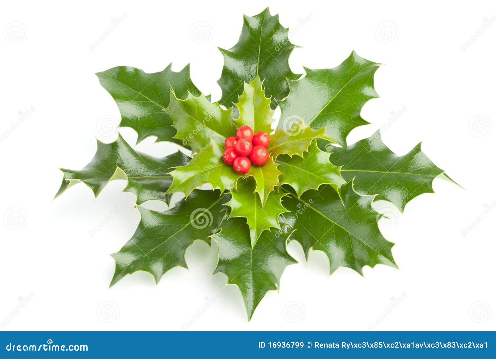 Holly stock image. Image of decoration, tradition, natural - 16936799