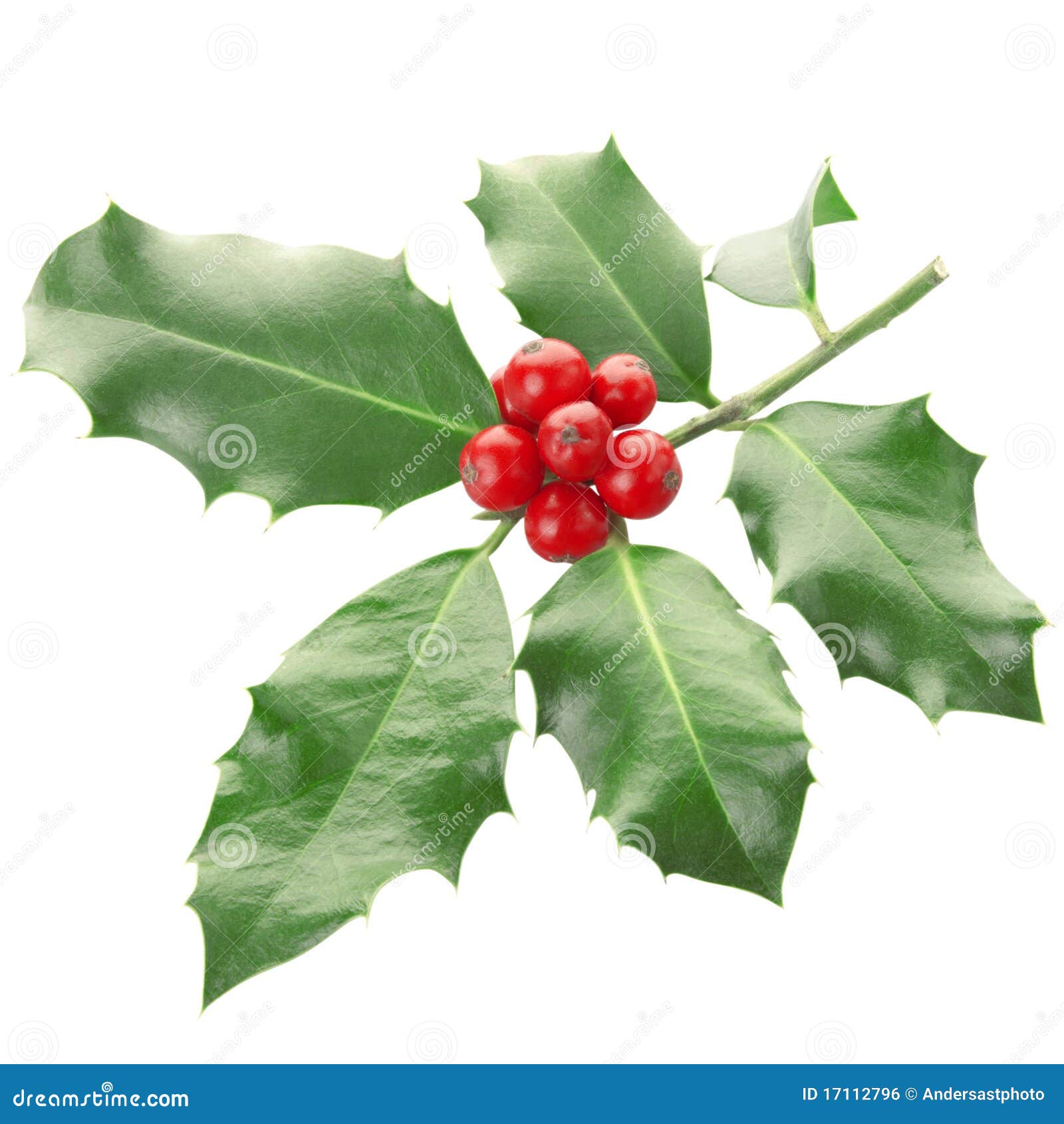 Holly stock photo. Image of nature, greeting, autumn - 17112796