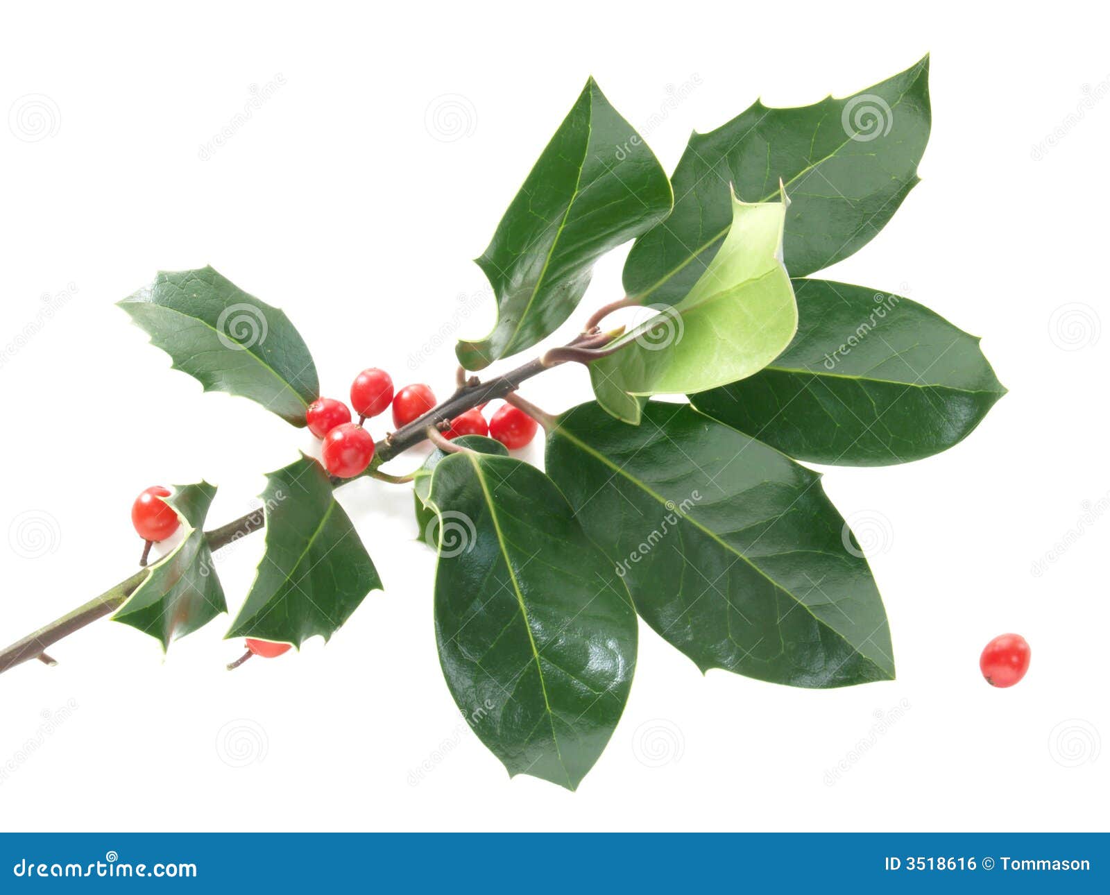 Holly stock photo. Image of season, holly, decoration - 3518616