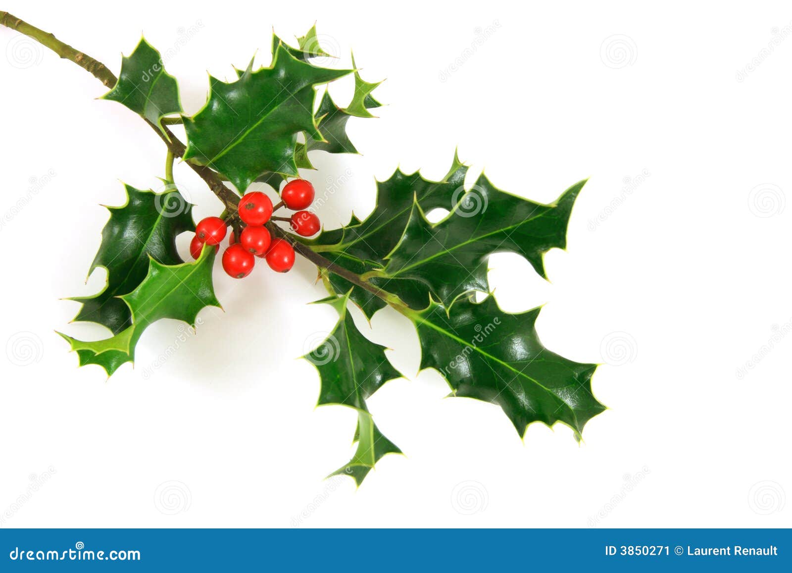 Holly stock image. Image of close, branch, holly, natural - 3850271
