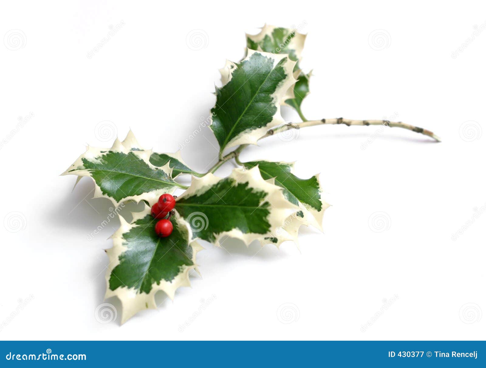 Holly stock image. Image of stick, nature, blood, balls - 430377