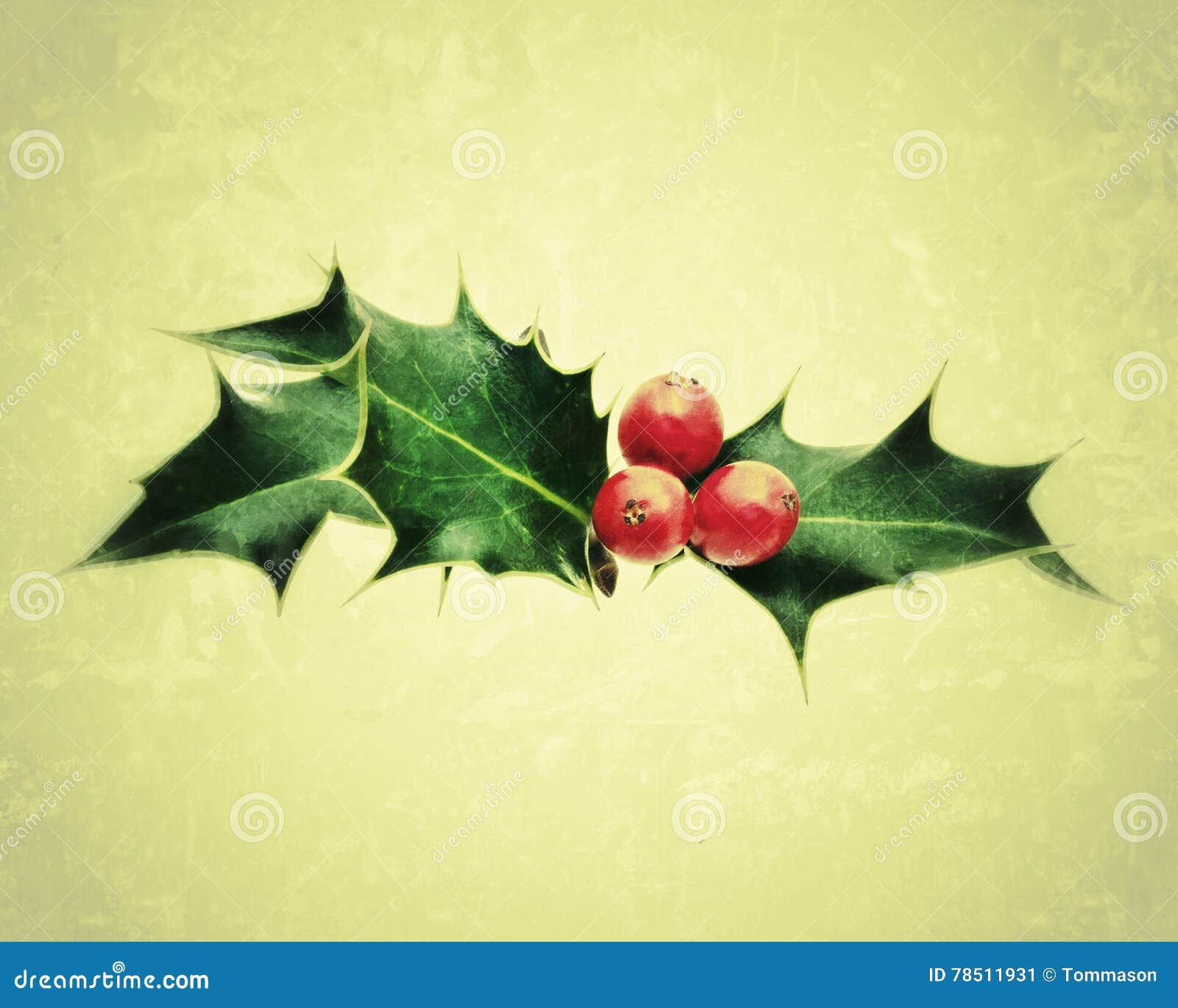 Holly Sprig Ilustrações, Vetores E Clipart De Stock – (1,302 Stock ...