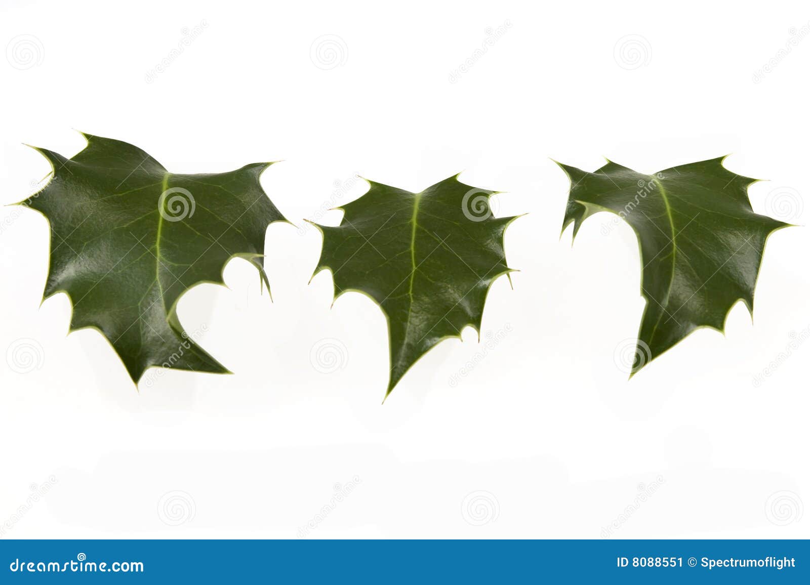Holly stock image. Image of stick, evergreen, tradition - 8088551