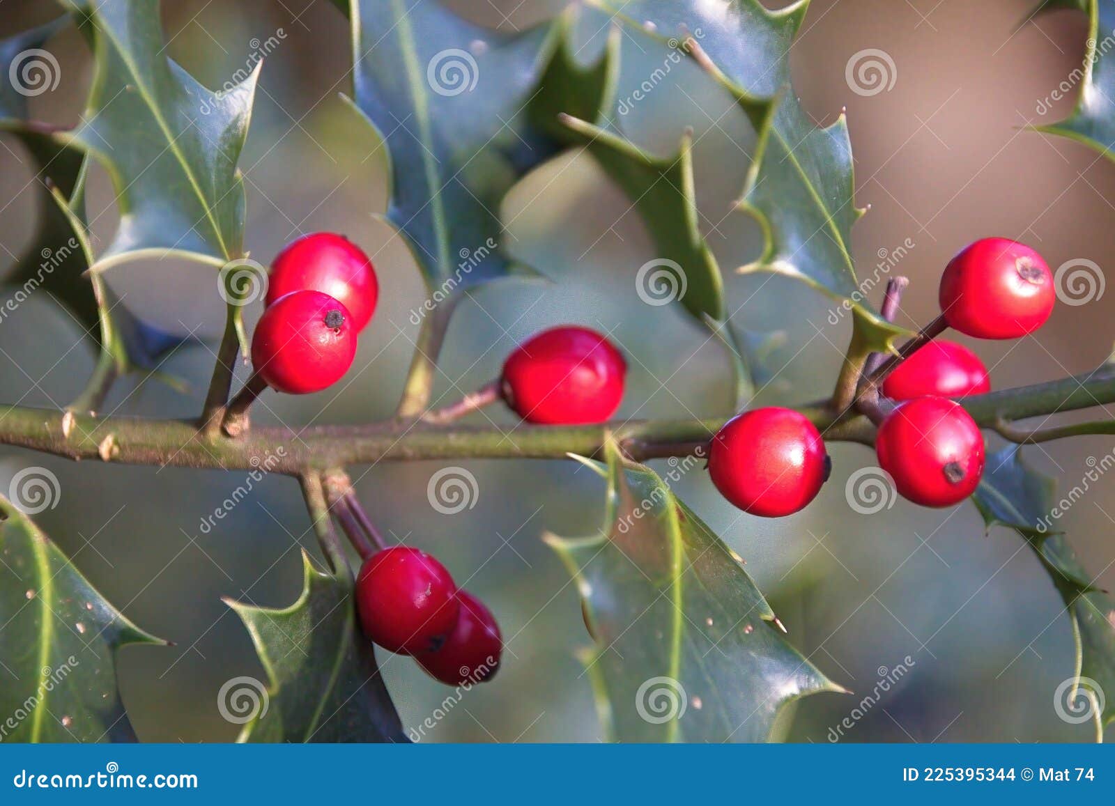 Holly berries on a branch stock photo. Image of organic - 225395344