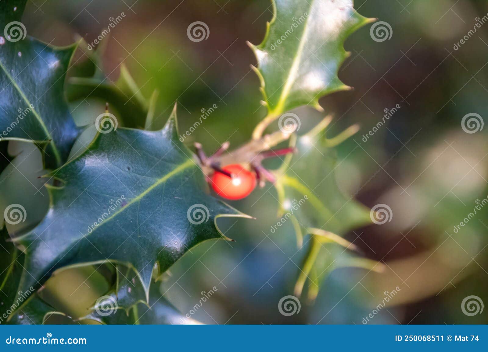 Holly berries on a branch stock image. Image of color - 250068511