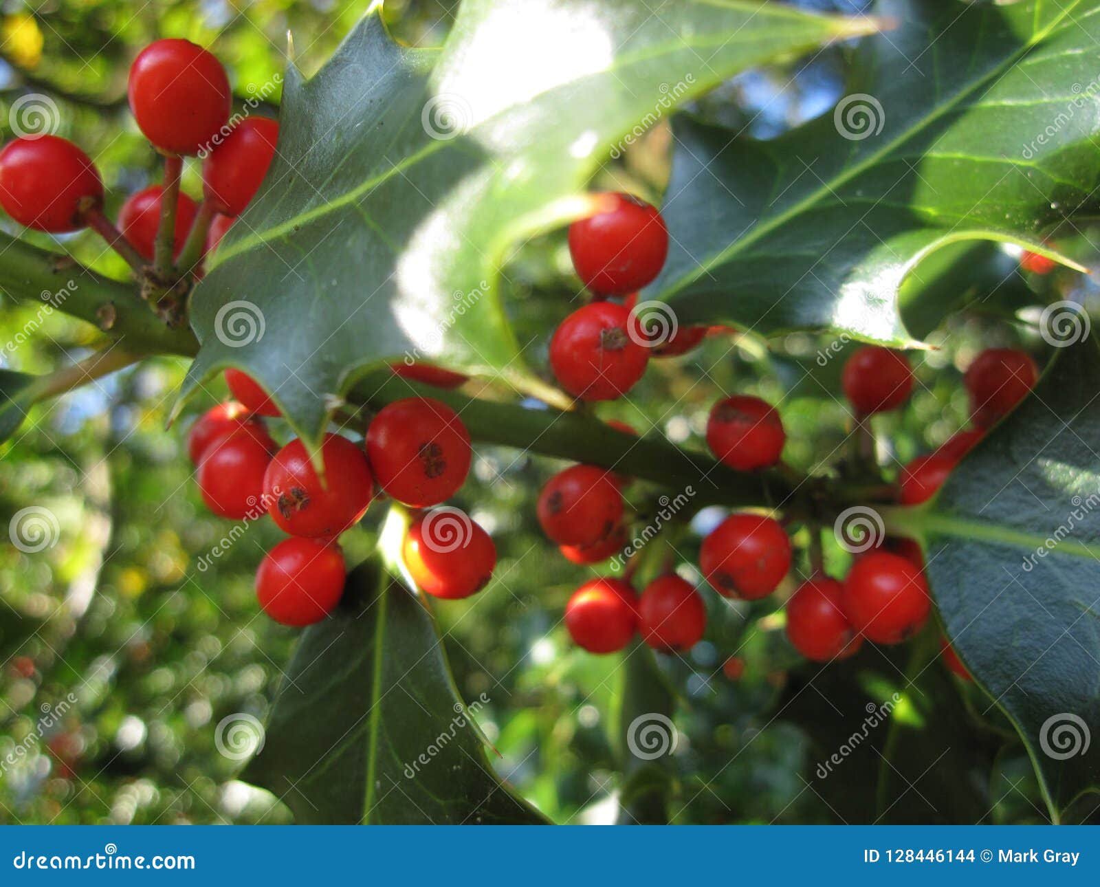 Christmas Holly Berries Stock Photos - Royalty Free Images