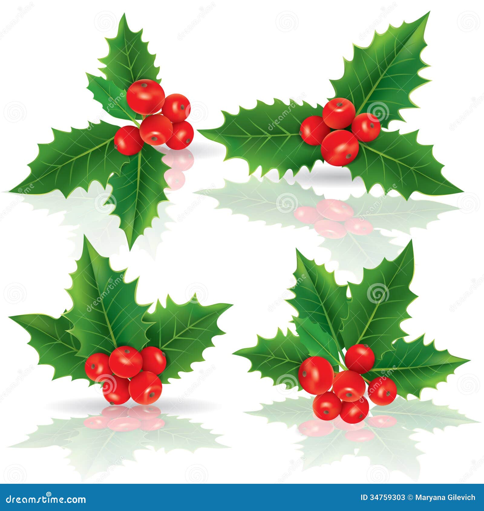 Holly berries stock vector. Illustration of tree, plant - 34759303