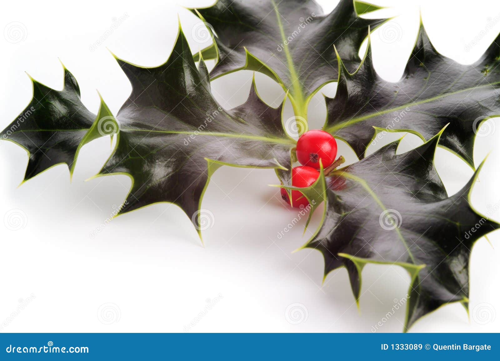 Holly with Berries, White Background Stock Image - Image of santa, high ...
