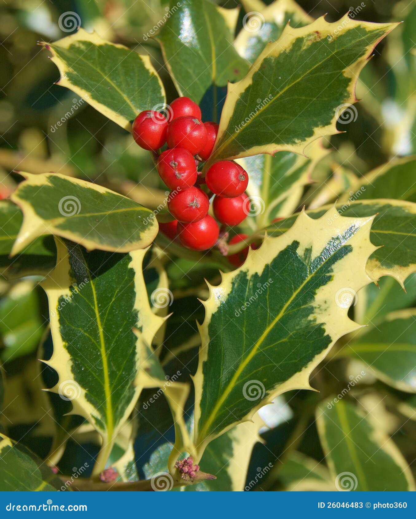 Holly berry stock image. Image of shine, white, merry - 26046483