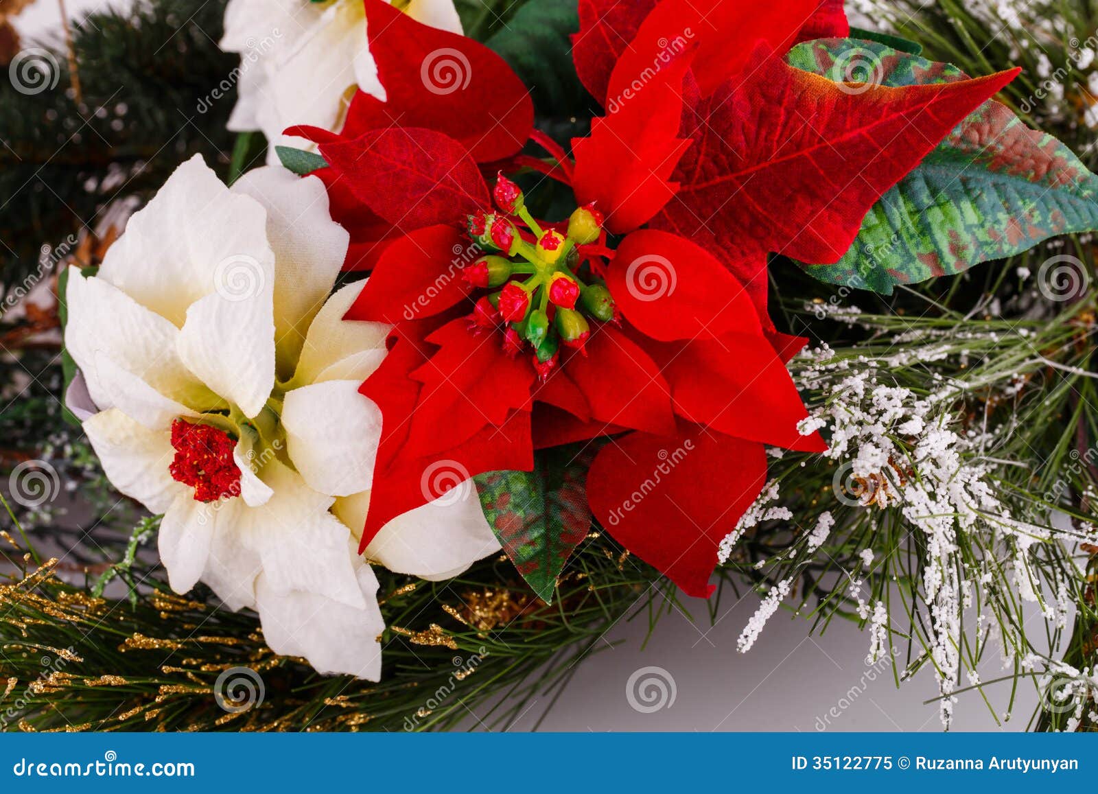 Holly berry flowers stock image. Image of christmas, berry - 35122775