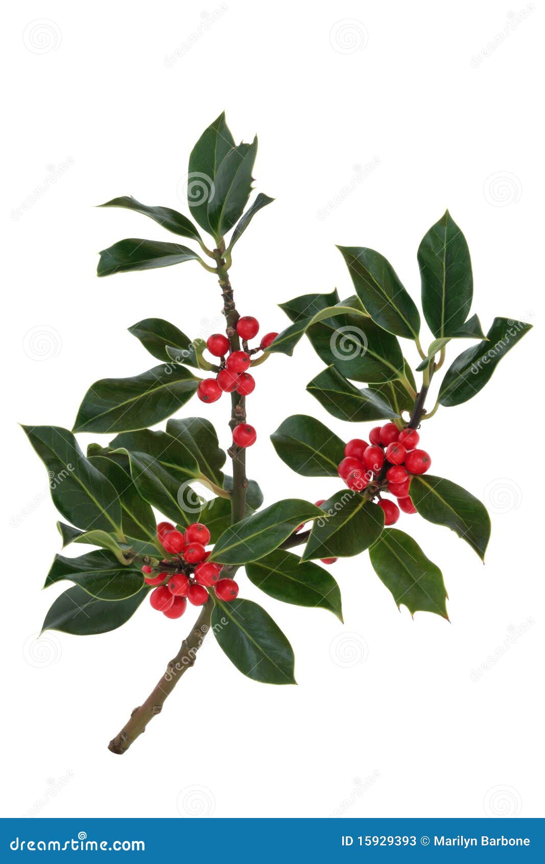 Holly Berry Leaf Sprig stock image. Image of leaves, xmas - 15929393
