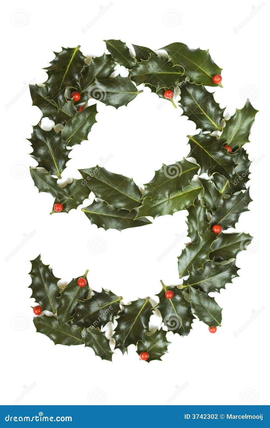 Holly with Berry Number Nine Stock Photo - Image of white, spiked: 3742302