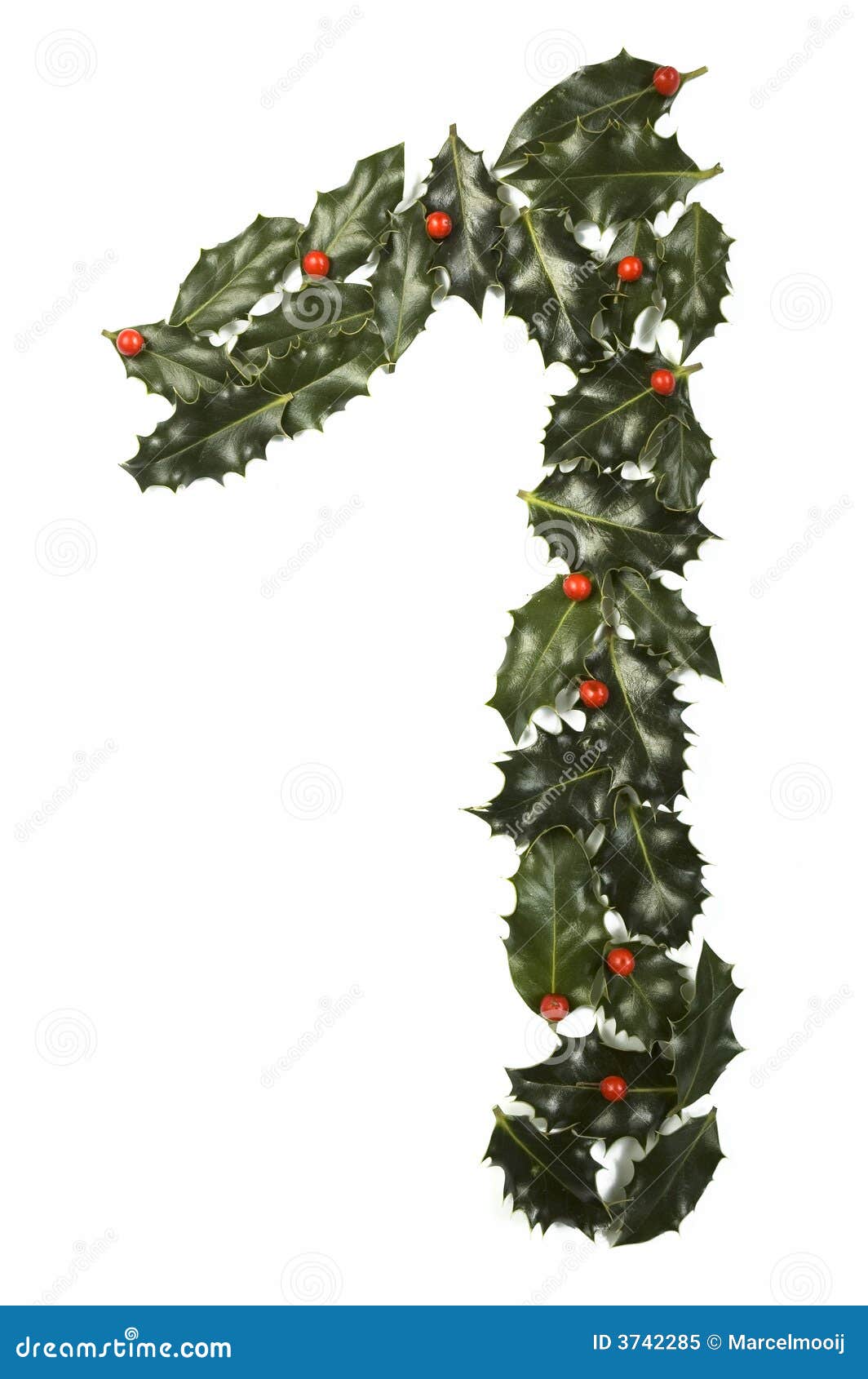 Holly with Berry Number One Stock Image - Image of ilex, isolated: 3742285