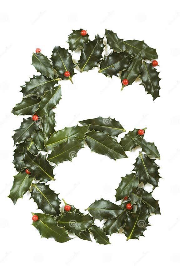 Holly with Berry Number Six Stock Image - Image of party, holly: 3742297