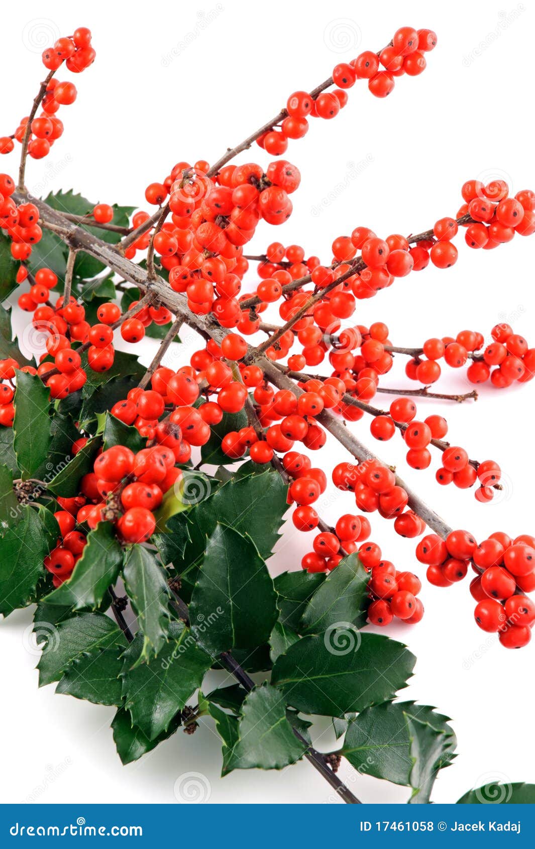 Holly Berry On White Background Stock Photo - Image of clean, christmas ...