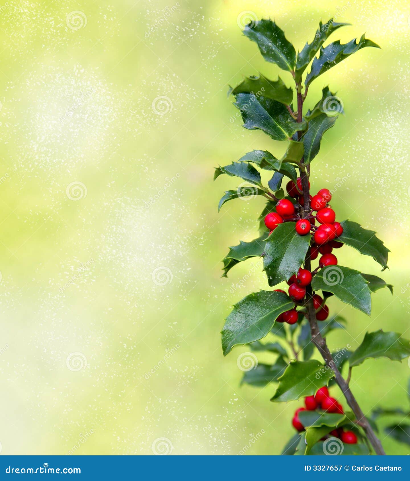 Holly Branch stock image. Image of ilex, natural, nature - 3327657