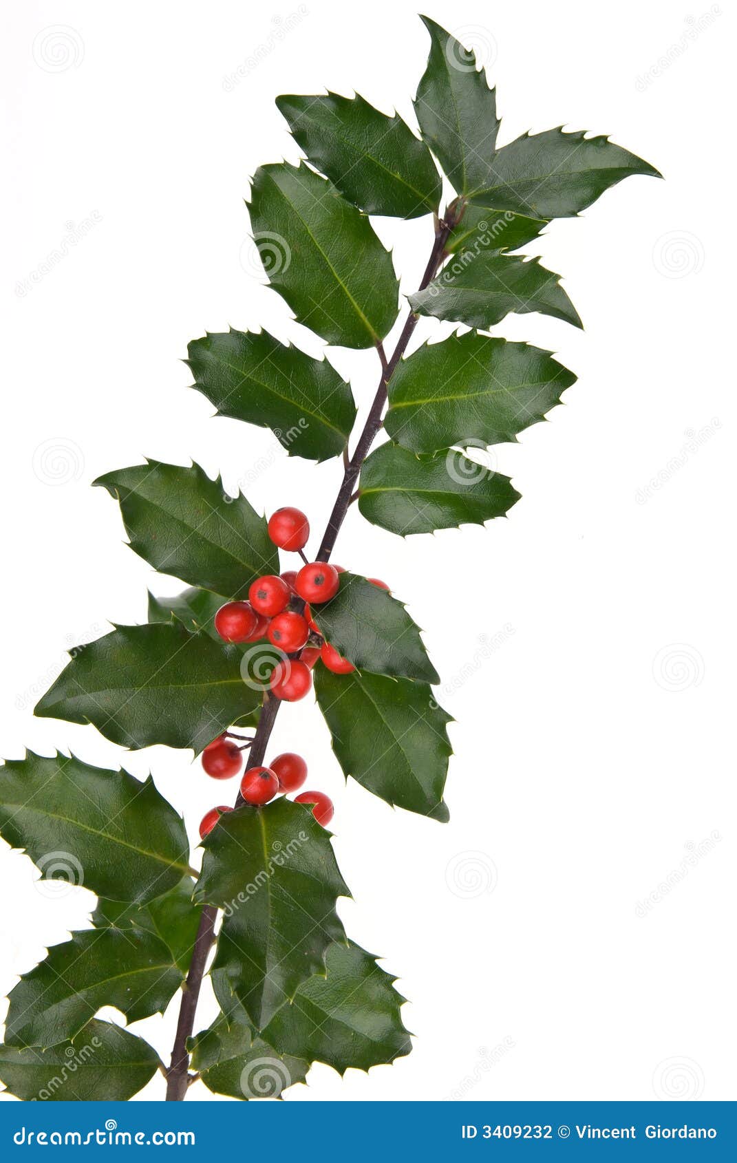 Holly Branch stock photo. Image of tree, foliage, december - 3409232