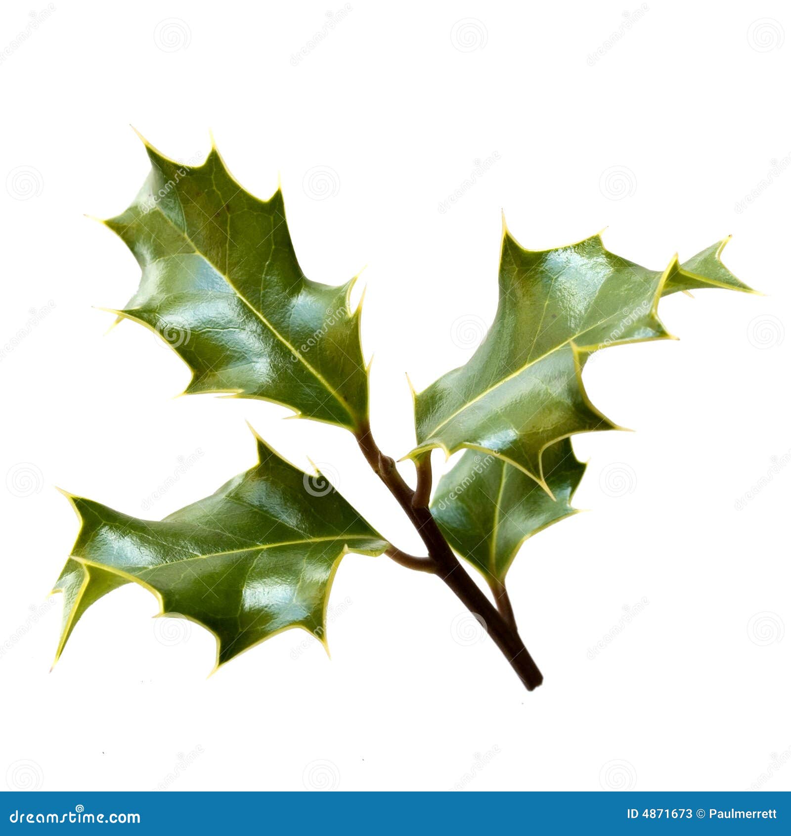 Holly branch stock image. Image of december, branch, leaf - 4871673