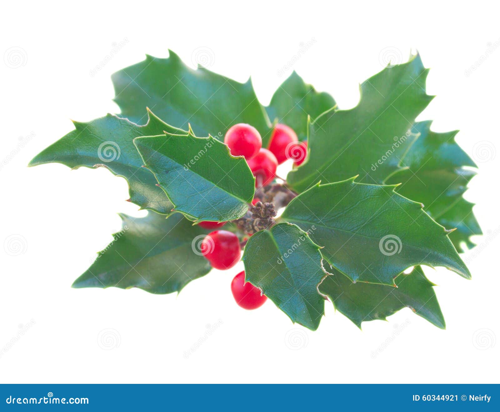 Holly Branch imagen de archivo. Imagen de verde, tradicional - 60344921
