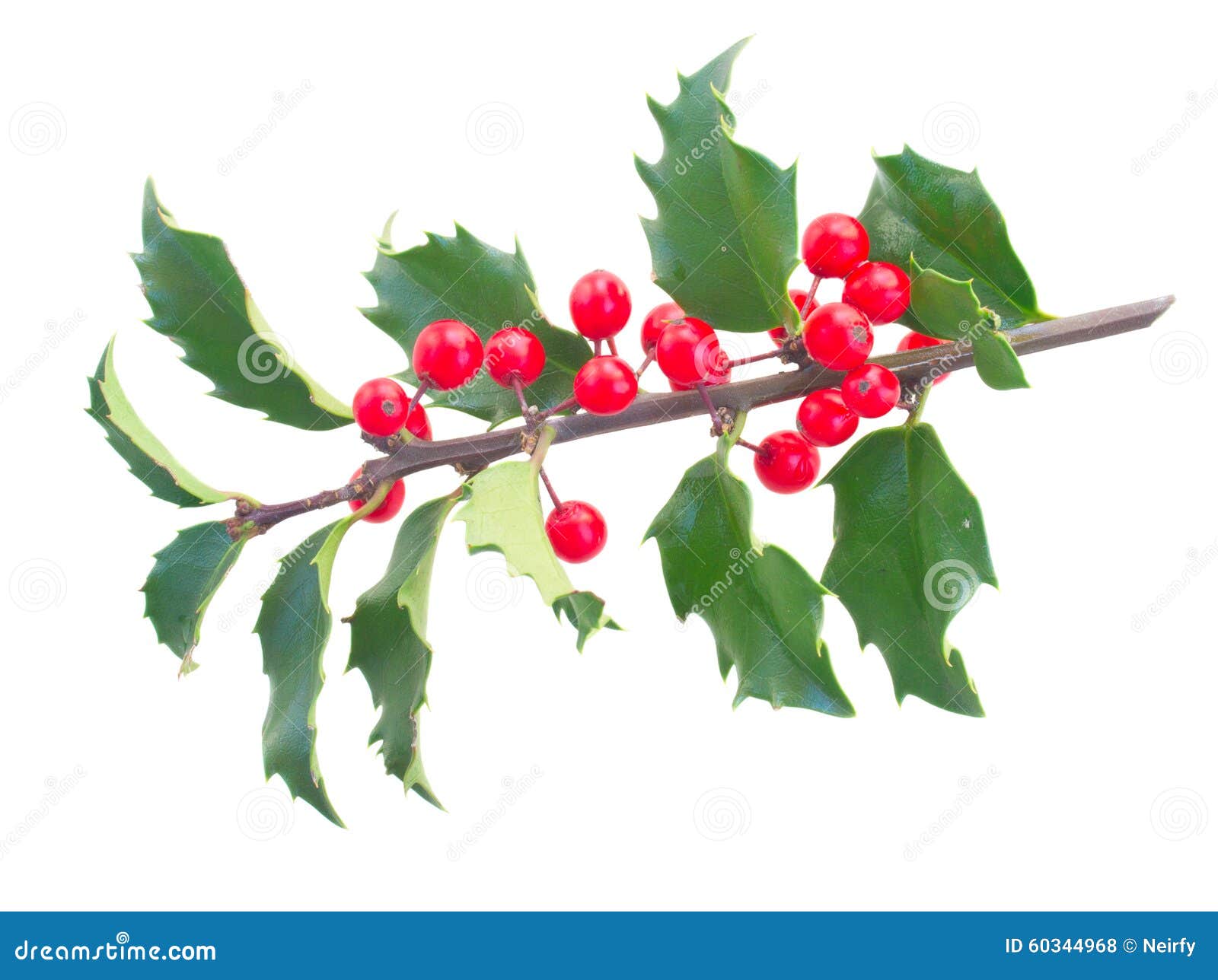 Holly Branch photo stock. Image du vert, fête, lames - 60344968