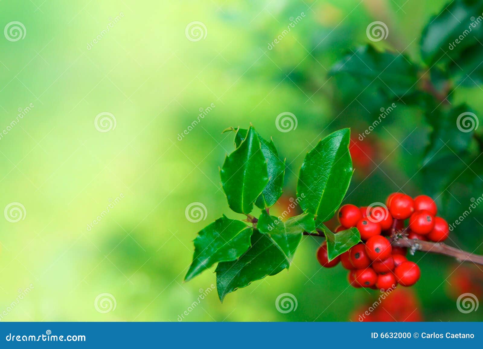 Holly Branch stock photo. Image of nature, ilex, needles - 6632000