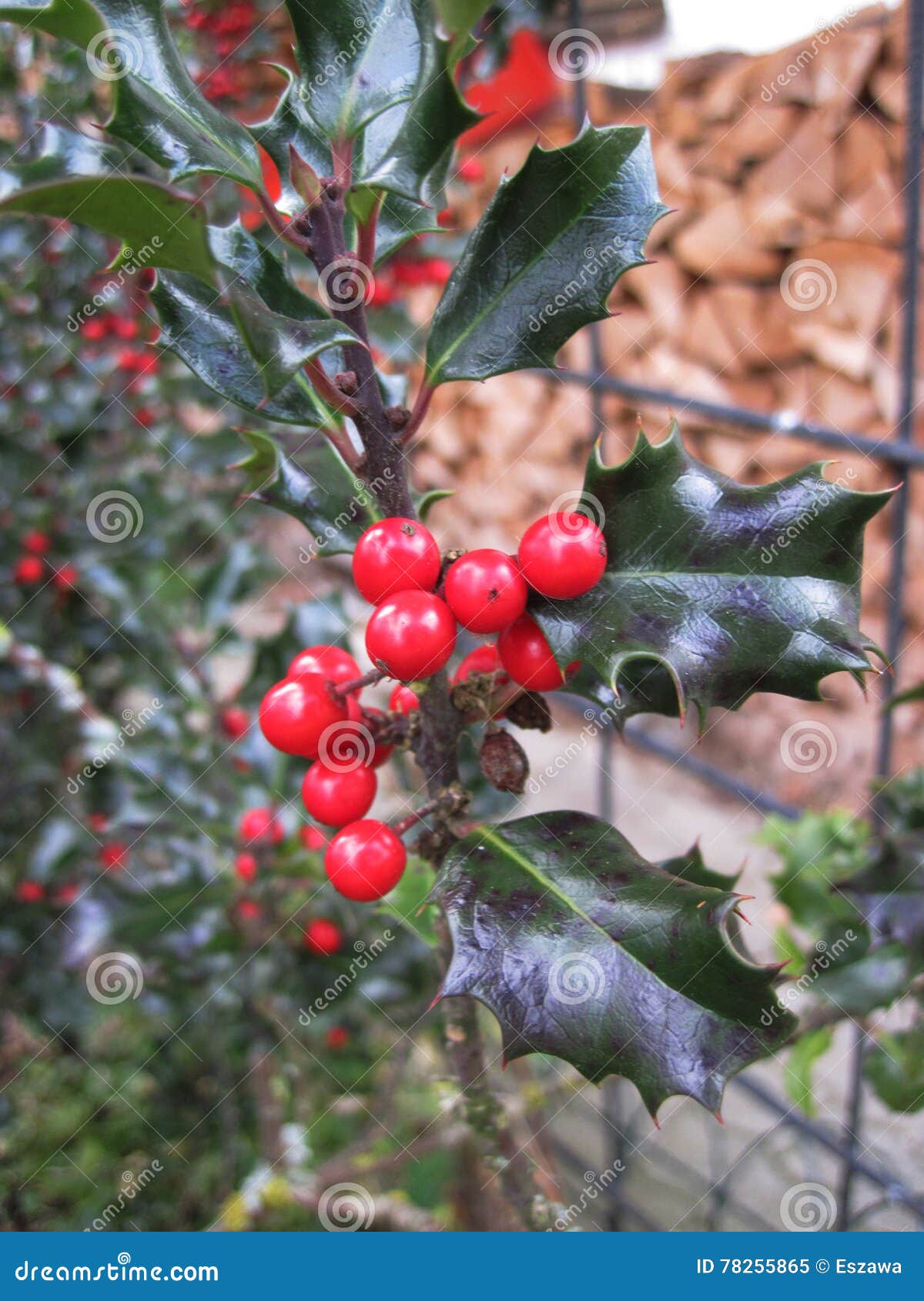 The holly branch stock image. Image of leaves, floral - 78255865