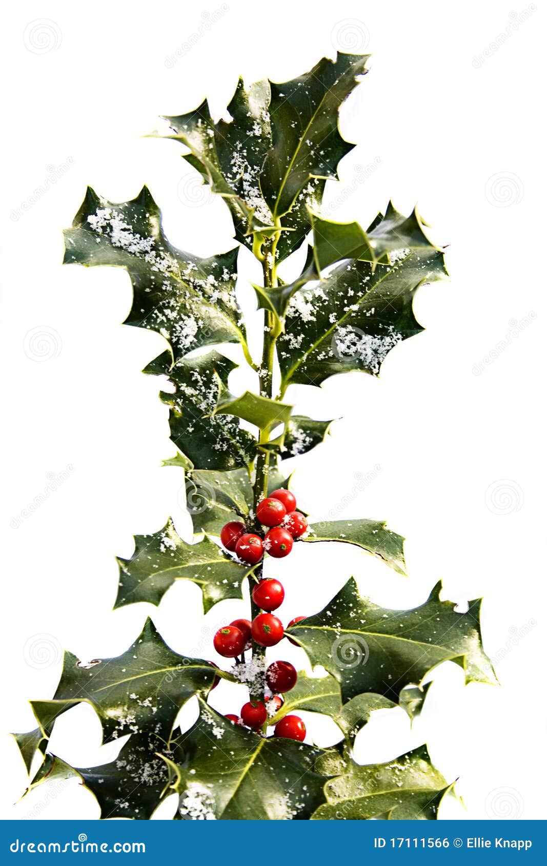 Holly Branch with Berries stock photo. Image of decoration - 17111566