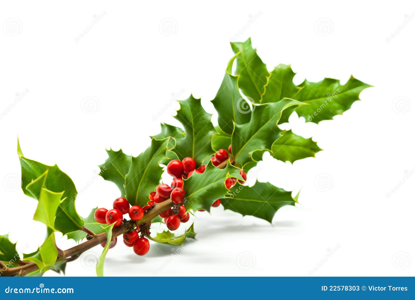 Holly Branch With Leaves And Red Berries. Traditional Christmas Plant ...