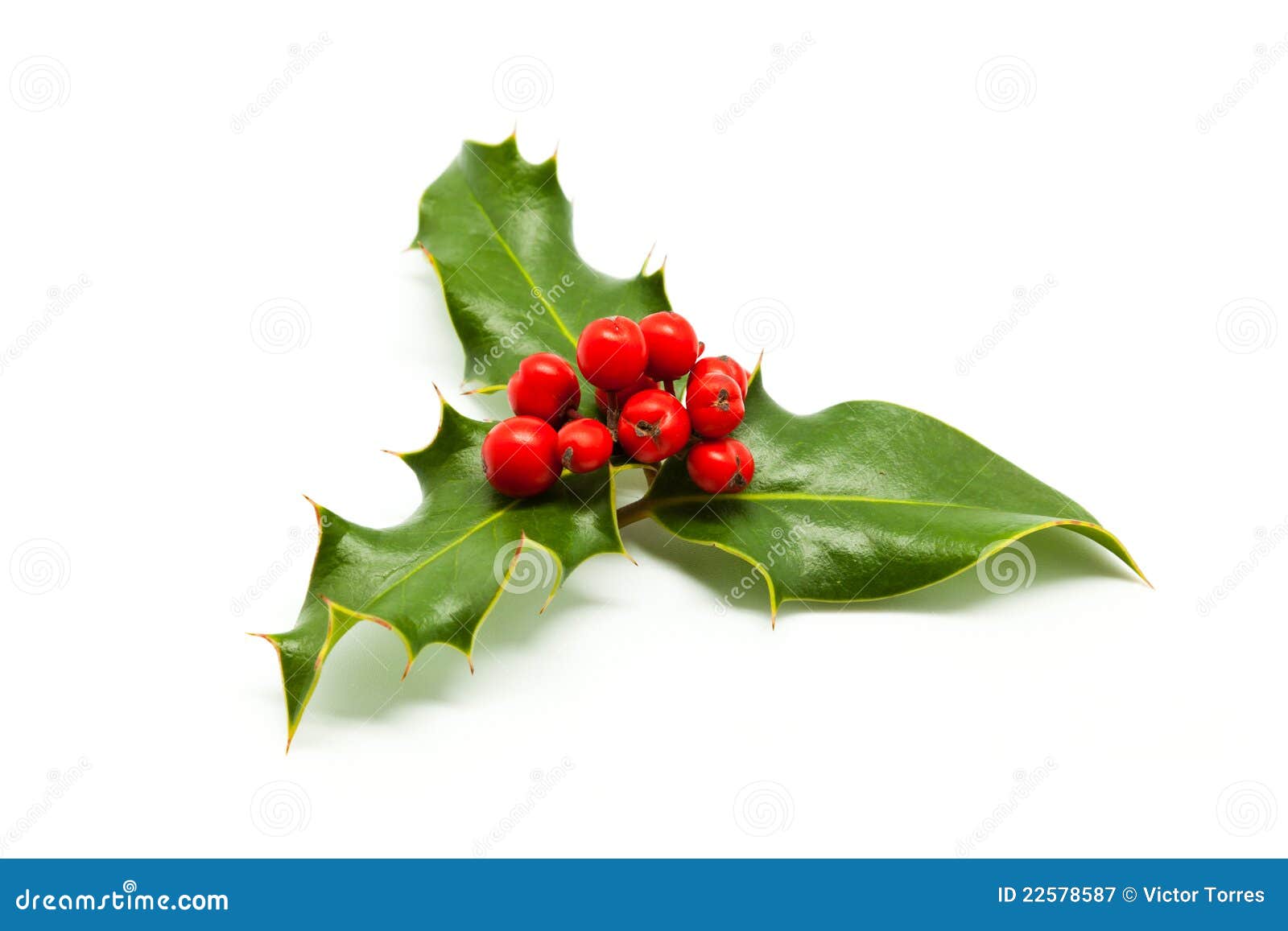 Holly Branch and Berries stock image. Image of studio - 22578587