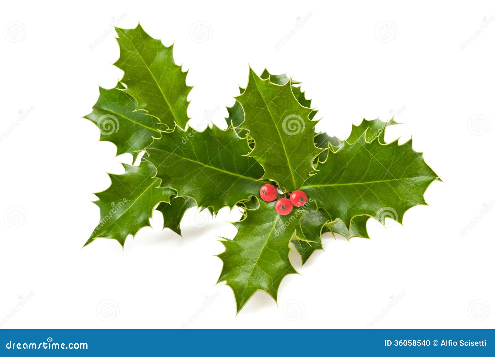 Holly branch stock photo. Image of festive, holly, december - 36058540