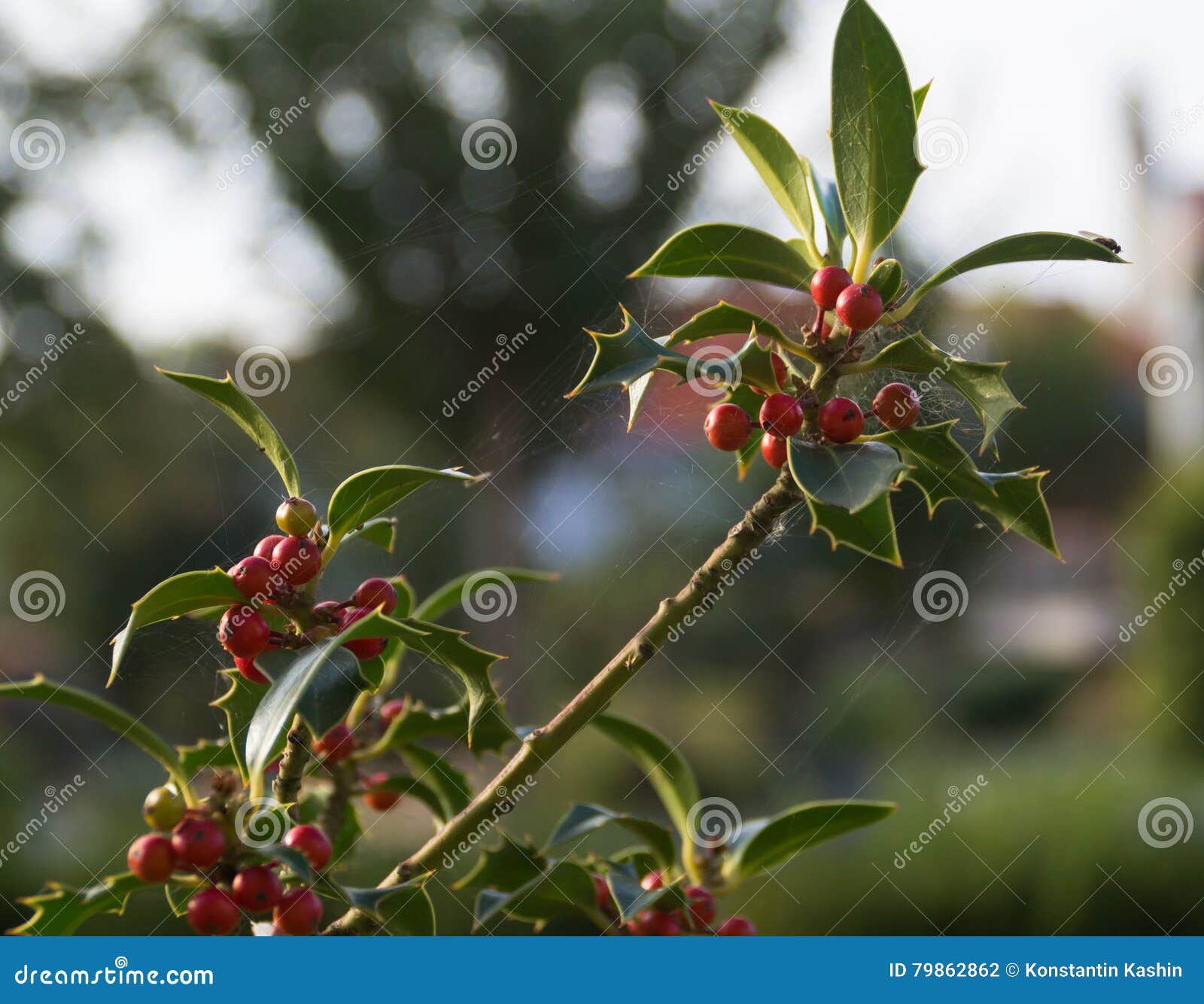 Holly Branches with Berries, Ilex Aquifolium Stock Photo - Image of ...