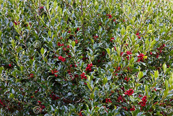 Holly bush stock image. Image of festive, bush, seasonal - 22633493