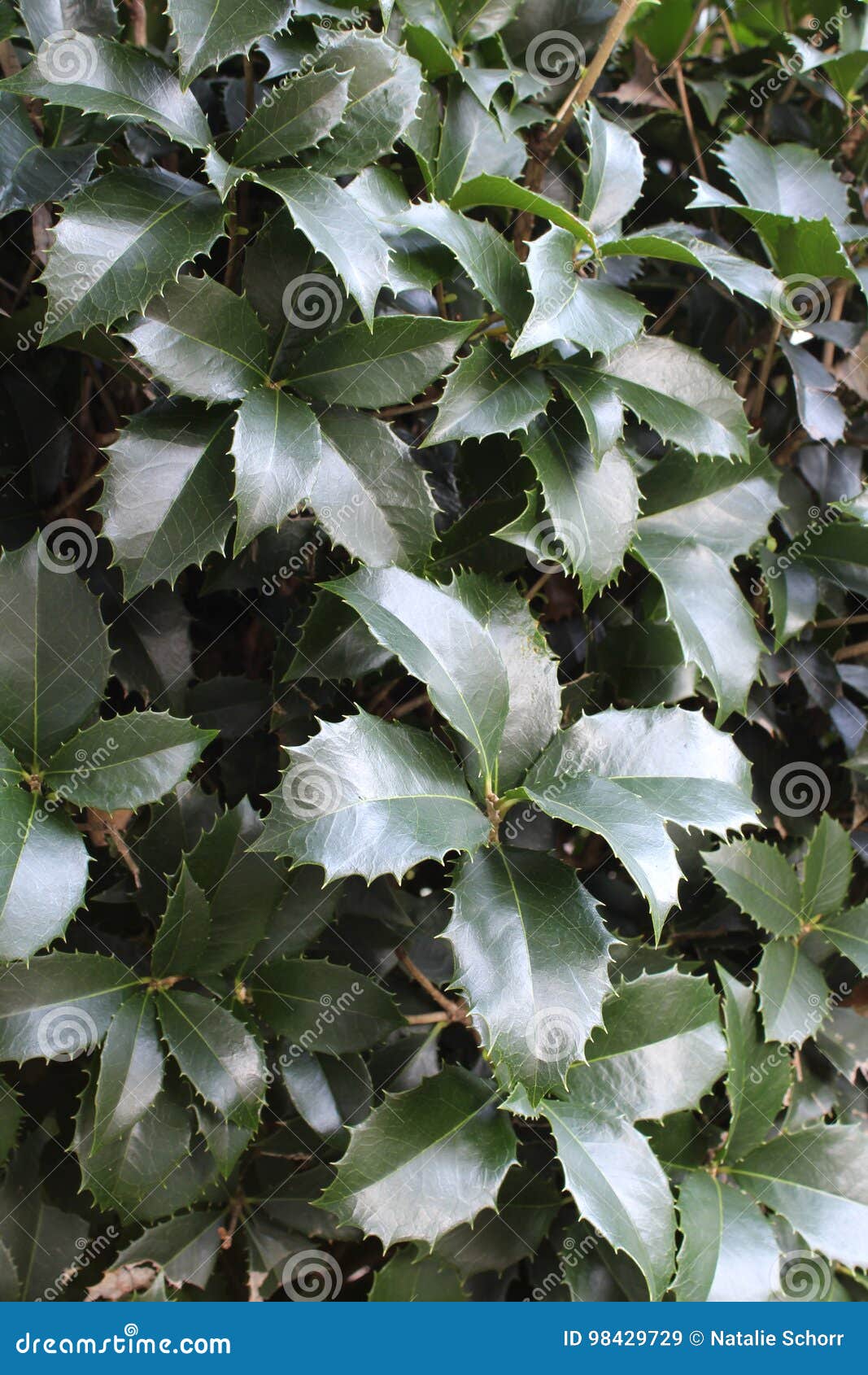 Holly Bush Background Texture Stock Image - Image of holiday, green ...